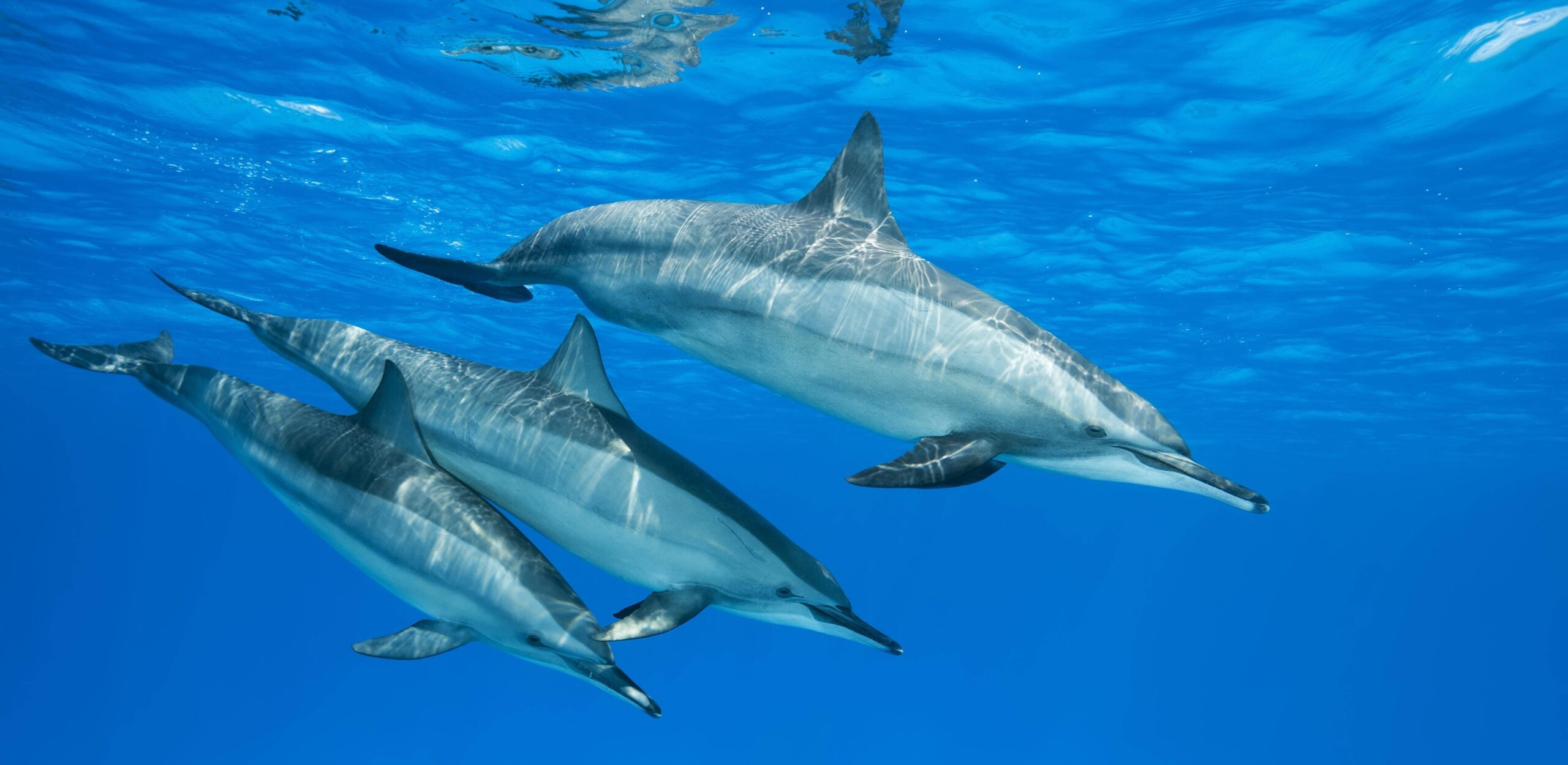 Sprache der Delfine inspiriert zu Unterwasser-Modems