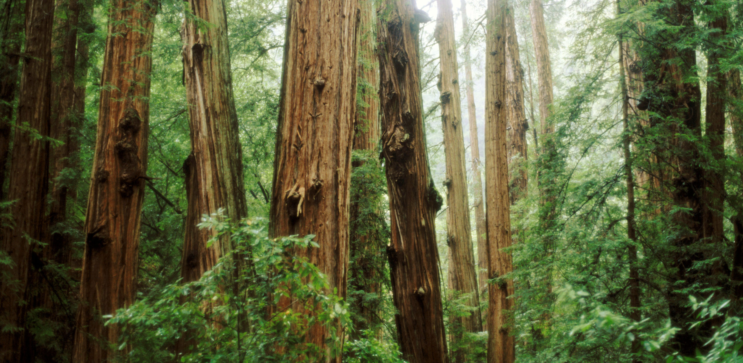 Gemäßigte Regenwälder: Vergessene Ökosysteme des Nordens